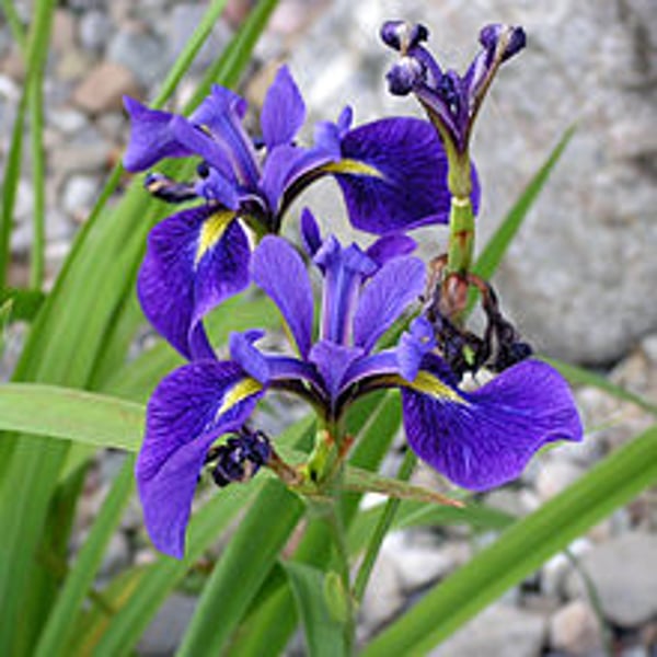 Helios Homeopathy - Shop - Iris versicolor