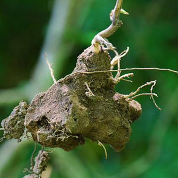 Helios Homeopathy - Shop - Tamus communis