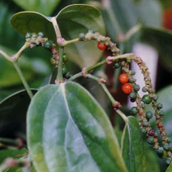 Helios Homeopathy - Shop - Cubeba officinalis