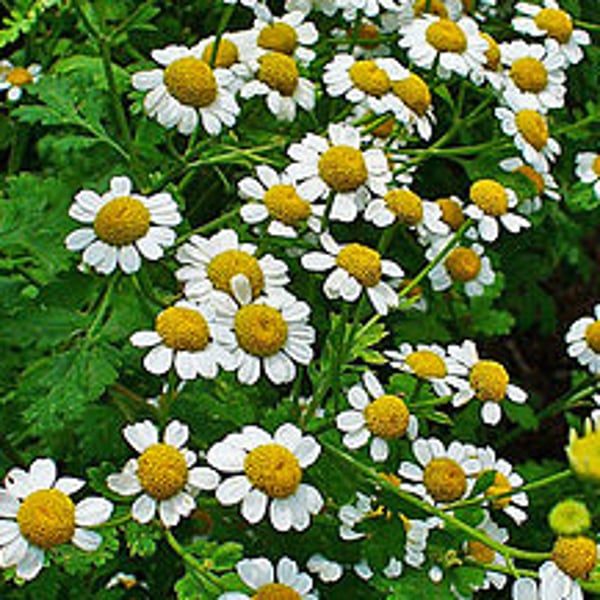 Helios Homeopathy - Shop - Pyrethrum parthenium