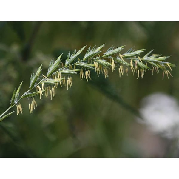Helios Homeopathy - Shop - Triticum repens