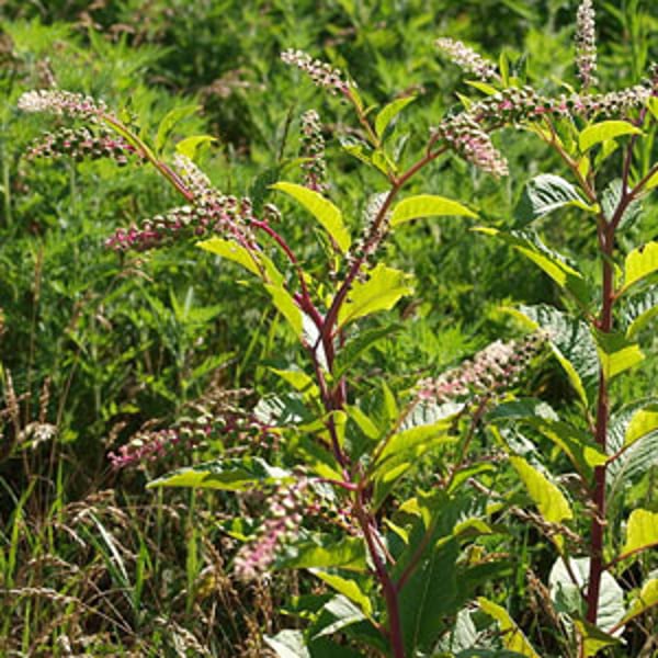 Helios Homeopathy - Shop - Phytolacca Dec.