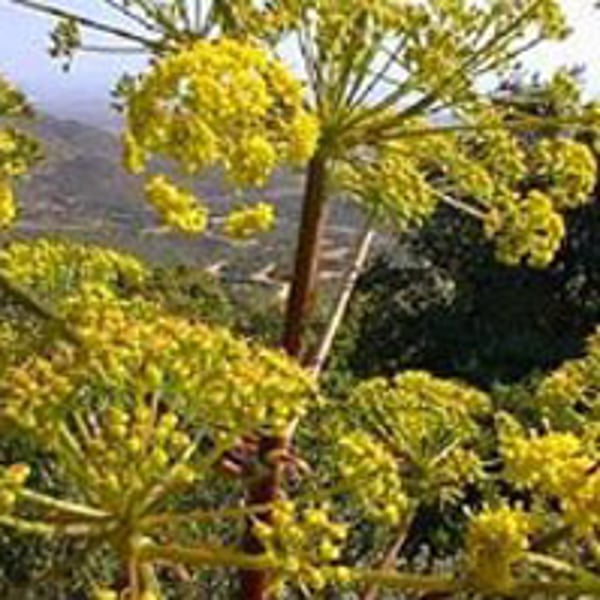 Helios Homeopathy - Shop - Sumbul