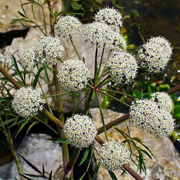 Helios Homeopathy - Shop - Cicuta virosa