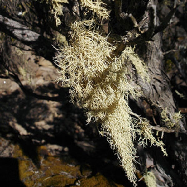 Helios Homeopathy - Shop - Usnea barbata