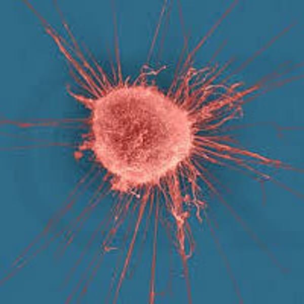 Helios Homeopathy - Shop - Carcinosin