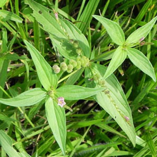 Helios Homeopathy - Shop - Spigelia