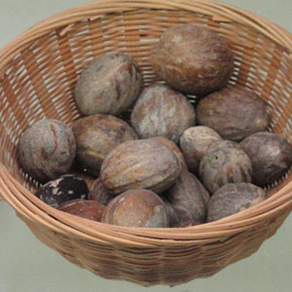 Helios Homeopathy - Shop - Nux moschata