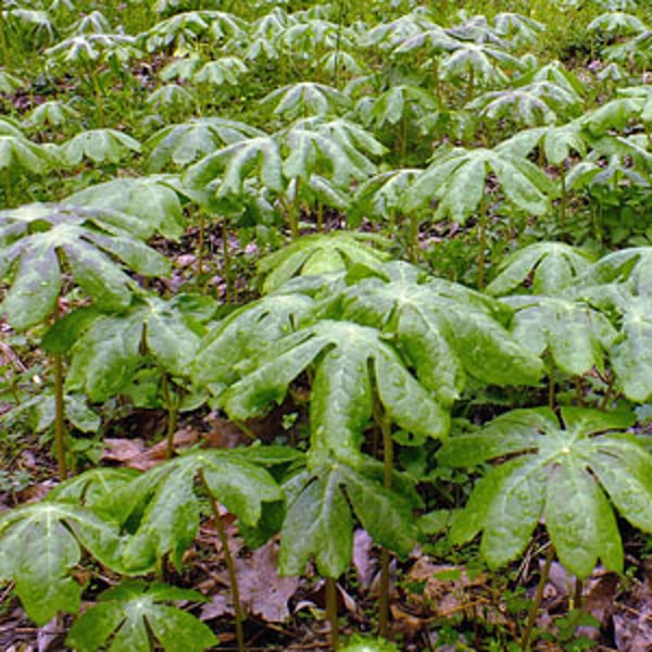 Helios Homeopathy - Shop - Podophyllum