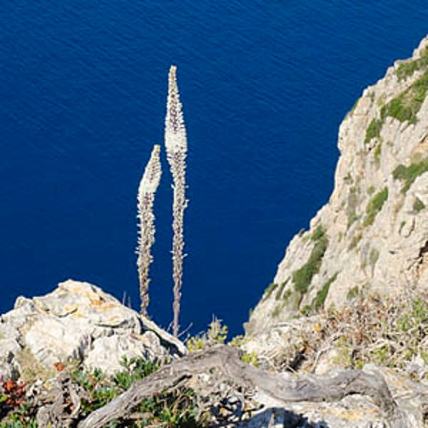 Helios Homeopathy - Shop - Squilla maritima