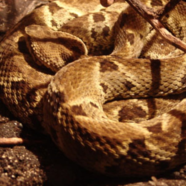 Helios Homeopathy - Shop - Bothrops atrox