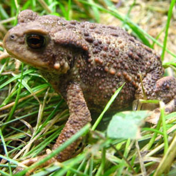 Helios Homeopathy - Shop - Bufo rana