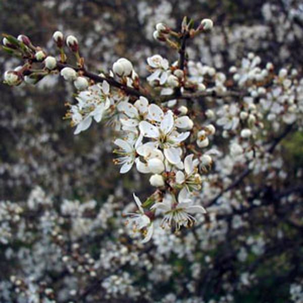 Helios Homeopathy - Shop - Prunus spinosa