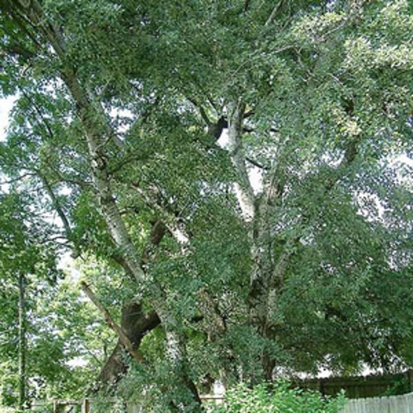 Helios Homeopathy - Shop - Populus candicans