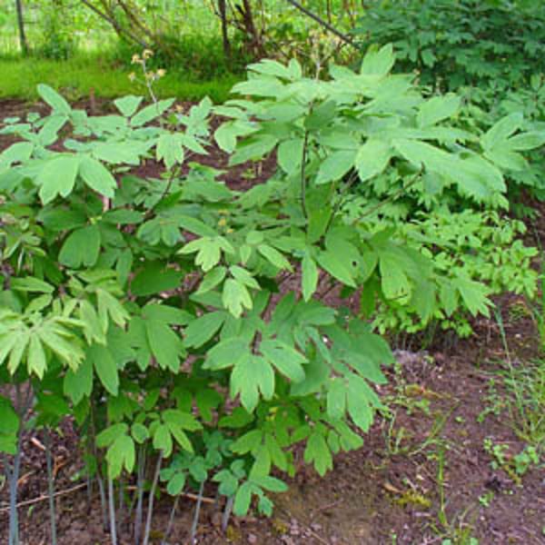 Helios Homeopathy - Shop - Caulophyllum