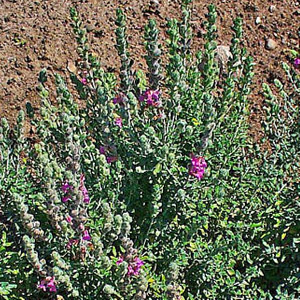 Helios Homeopathy - Shop - Teucrium marum