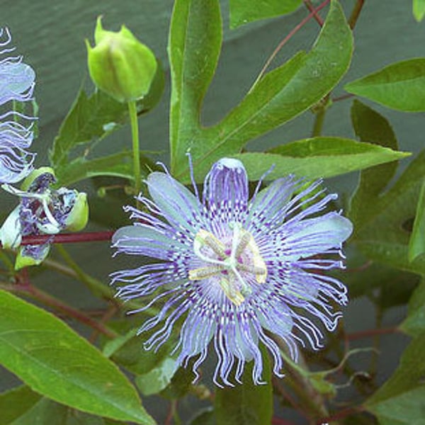 Helios Homeopathy - Shop - Passiflora