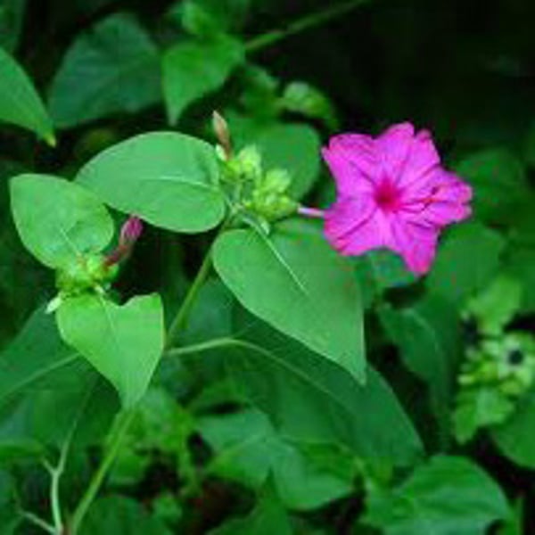 Helios Homeopathy - Shop - Jalapa