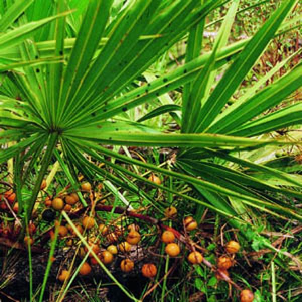 Helios Homeopathy - Shop - Sabal serrulata