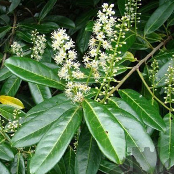 Helios Homeopathy - Shop - Laurocerasus