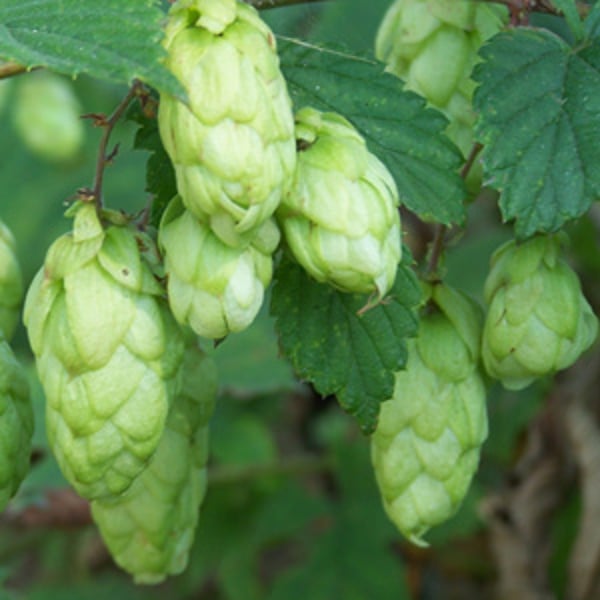 Helios Homeopathy - Shop - Humulus lupulus