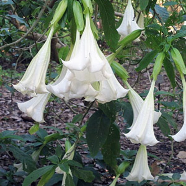 Helios Homeopathy - Shop - Brugmansia suaveolens