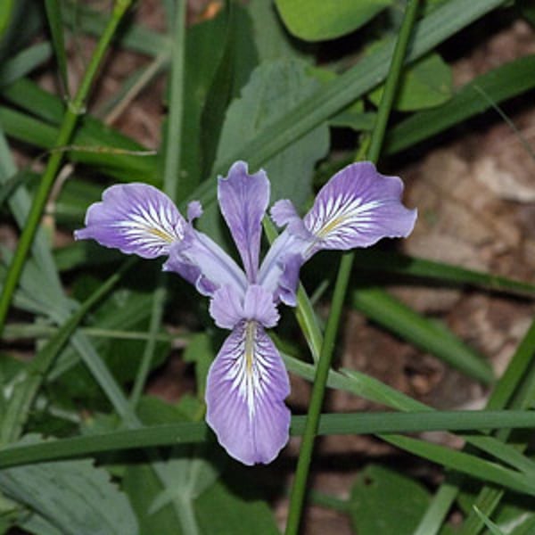 Helios Homeopathy - Shop - Iris tenax