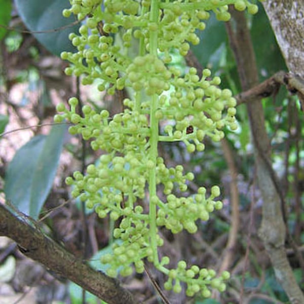 Helios Homeopathy - Shop - Cocculus indicus