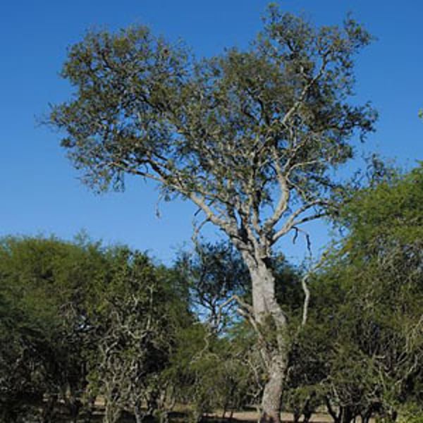 Helios Homeopathy - Shop - Aspidosperma Quebracho