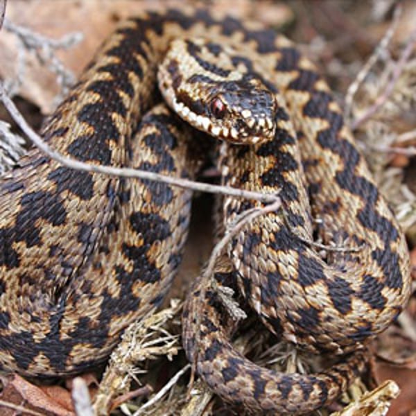 Helios Homeopathy - Shop - Vipera berus