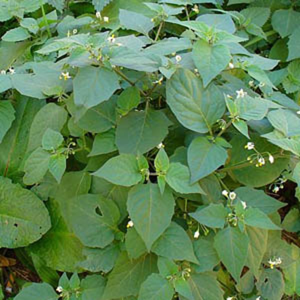 Helios Homeopathy - Shop - Solanum nigrum