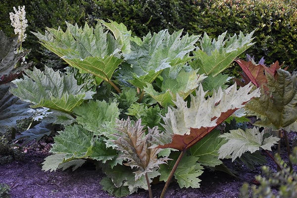 Helios Homeopathy - Shop - Rheum palmatum