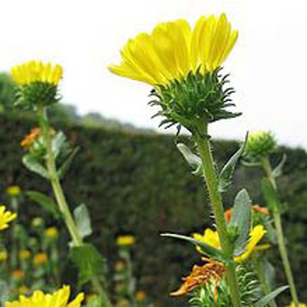 Helios Homeopathy - Shop - Grindelia