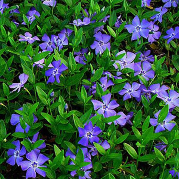 Helios Homeopathy - Shop - Vinca minor