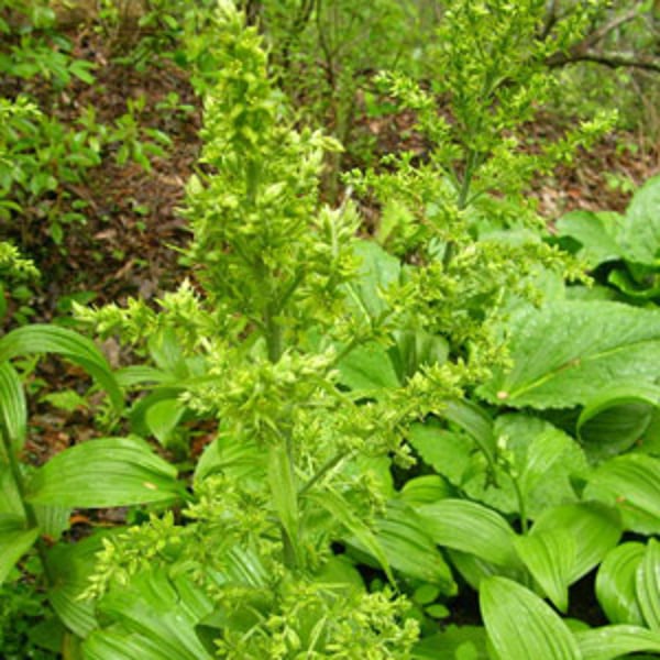 Helios Homeopathy - Shop - Veratrum viride