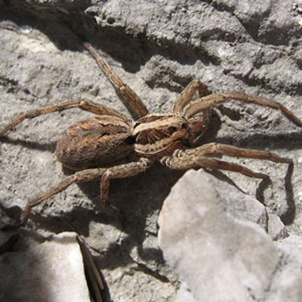 Helios Homeopathy - Boutique - Tarentula hispana