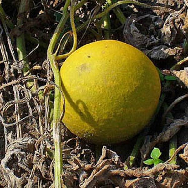 Helios Homeopathy - Shop - Colocynth