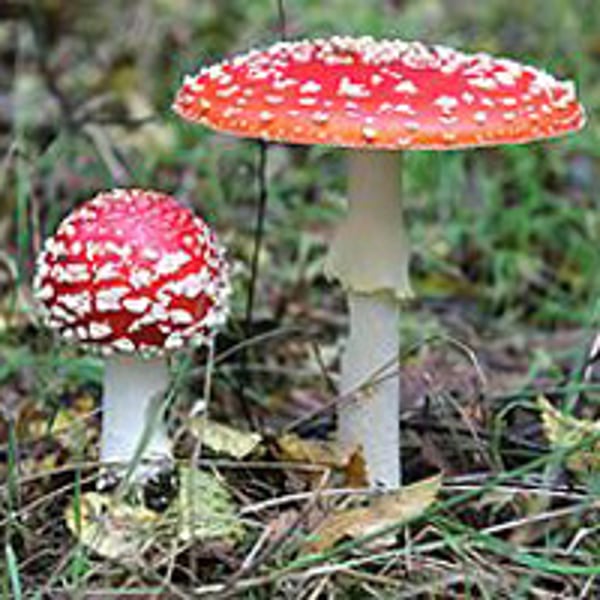 Helios Homeopathy - Shop - Agaricus muscarius