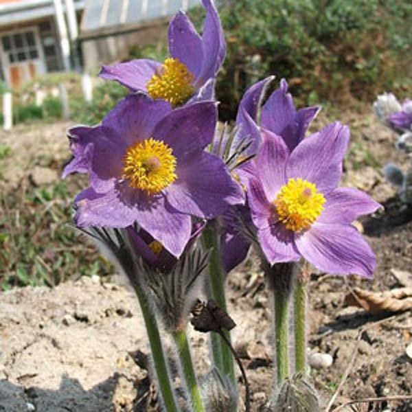 Helios Homeopathy - Tienda - Pulsatilla nuttalliana