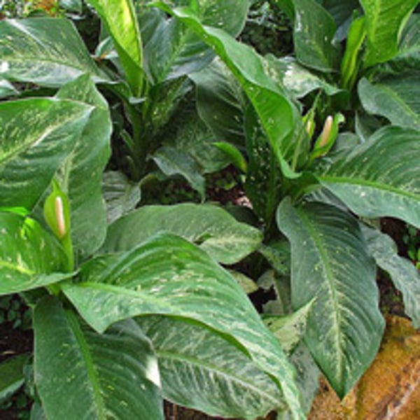 Helios Homeopathy - Shop - Caladium seguinum