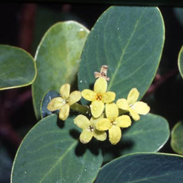 Helios Homeopathy - Shop - Daphne indica
