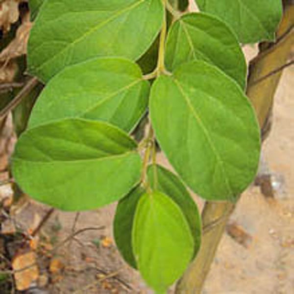 Helios Homeopathy - Shop - Gymnema sylvestre