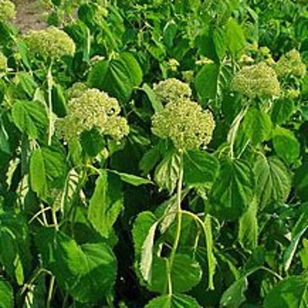 Helios Homeopathy - Shop - Hydrangea arborescens