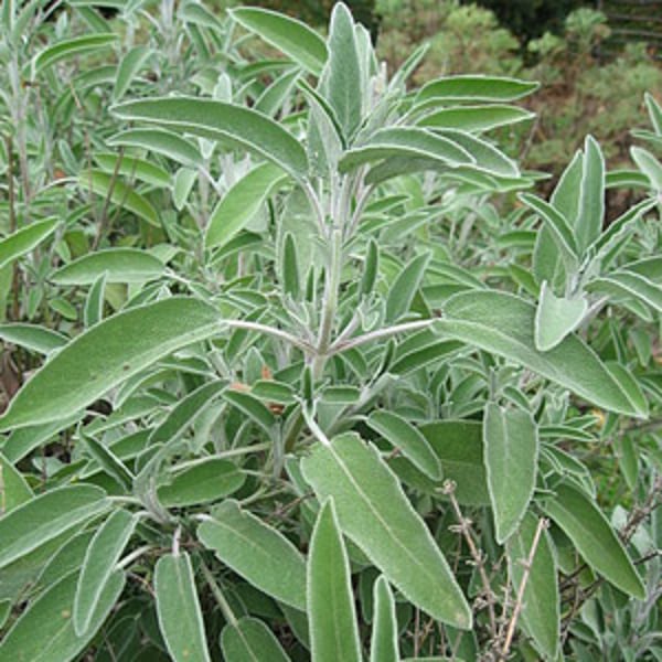 Helios Homeopathy - Shop - Salvia officinalis