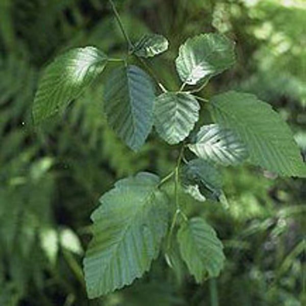 Helios Homeopathy - Shop - Alnus rubra