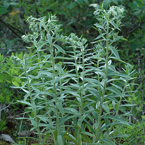 Helios Homeopathy - Shop - Onosmodium