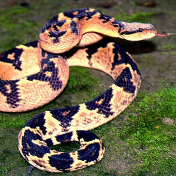 Helios Homeopathy - Shop - Lachesis