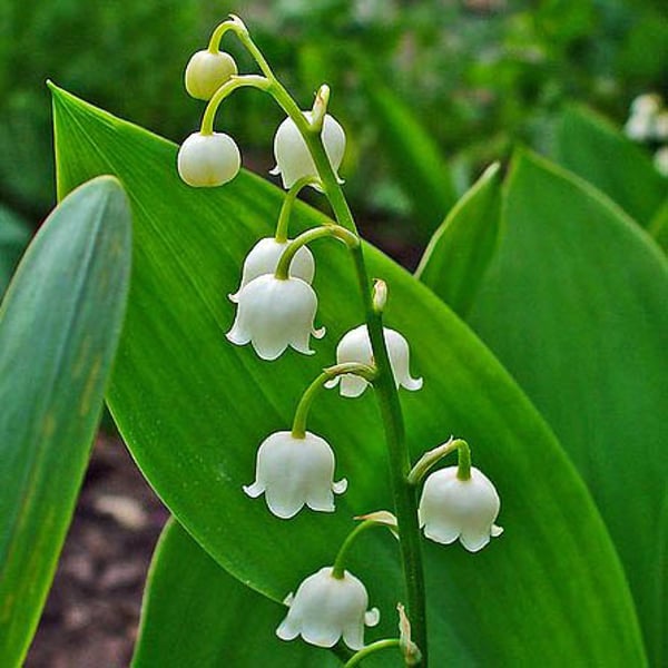 Helios Homeopathy - Shop - Convallaria