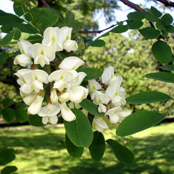 Helios Homeopathy - Shop - Robinia
