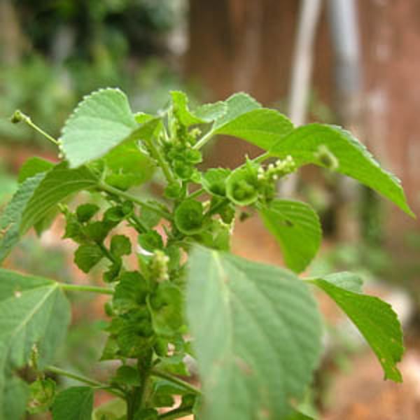 Helios Homeopathy - Shop - Acalypha indica